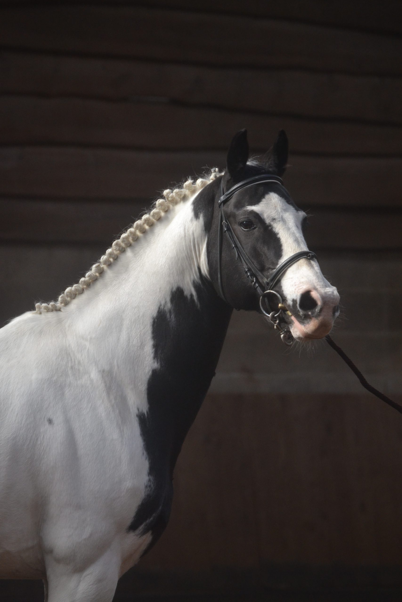 KGPS » Hengstenkeuring 2022